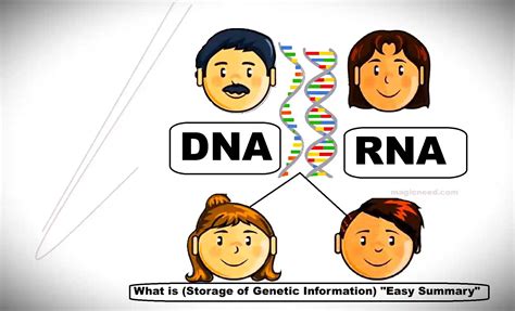 Dna Rna की सरल रचना में 3 मुख्य अंतर की जानकारी 3 Main Differences In The Simple Structure Of