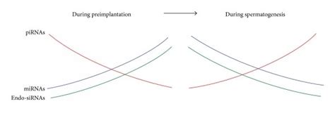 Schematic Diagram Of Small Rna Transition During Mouse Spermatogenesis Download Scientific