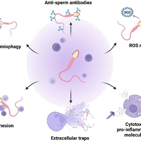 The Process Of Bacteria Promoted Sperm Agglutination The Agglutinating Download Scientific