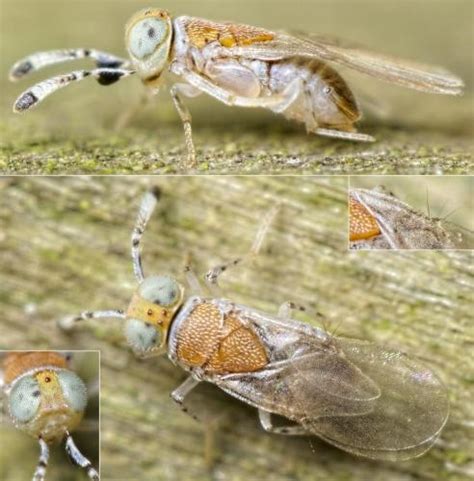 Metaphycus Sp Galerie