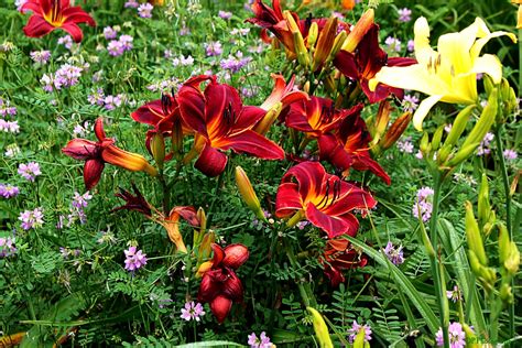 Lily Floral Favorite By Sugartwins On Deviantart