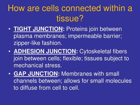 PPT Cell Junctions PowerPoint Presentation Free Download ID