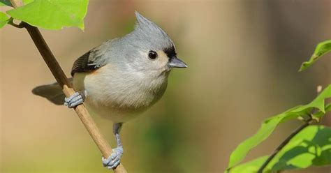 Nesting Behaviors Of The Tufted Titmouse In Usa Nest Box Live