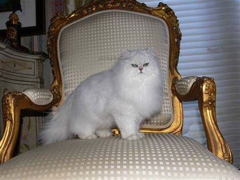 Шотландска сибирка таби чинчила котенце персийска сребърна коте котка Други редки п