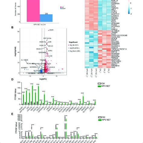 Overexpression Of Hpv8 E7 Affected The Gene Expression Profile In