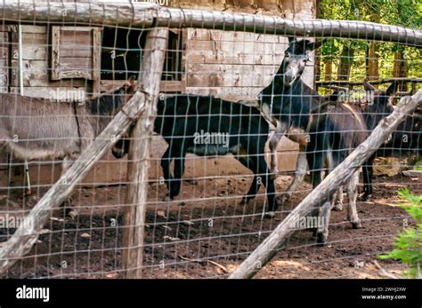 Breeding Stable Hi Res Stock Photography And Images Alamy
