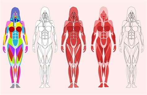 Female Muscles Anatomy Body Артбуки Рисунки Уроки рисования
