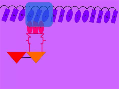 Protien Synthesis Flip Book Pptx