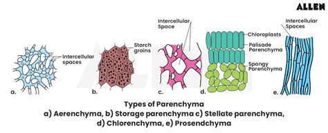 Parenchymal Cells Morphology Chemical Composition And Thermal