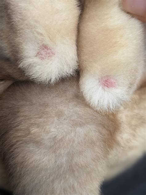 What Is This More Info In Comments R Rabbits