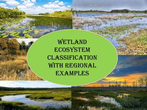 Wetland Ecosystem Classification And Regional Examples