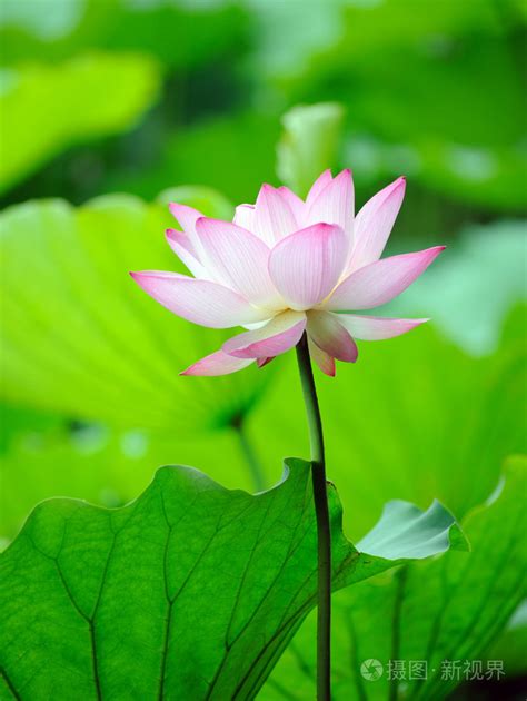 莲花照片 正版商用图片0c9d4v 摄图新视界