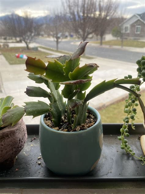 Christmas Cactus In Blue Planter Plants Flowers And Trees Ksl Classifieds