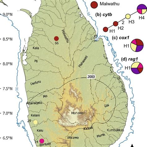 A Indication Of The Geographical Origin Of Samples Of Puntius