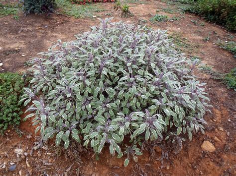 Salvia Officinalis Common Sage Culinary Sage Garden Sage Sage
