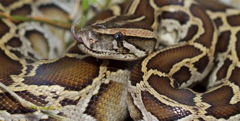 15 Reasons Pythons Are Among The Most Lethal Invasive Species On The Planet