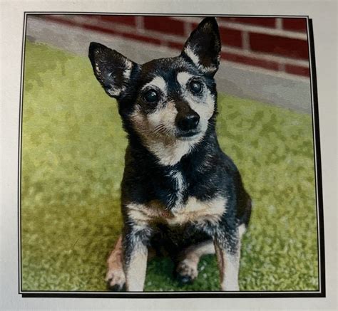 Adopt Lulu Today Pets Thecountyoffice