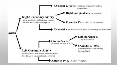Myocardial Infarction Introduction Clinical Manifestation