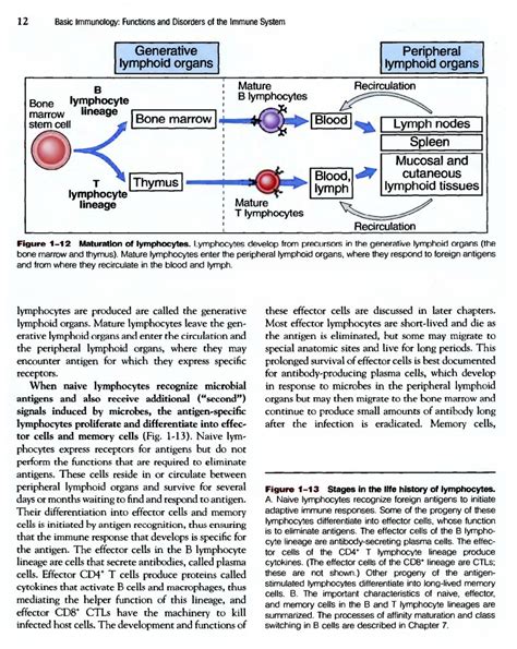 Basic Immunology Abbas Pdf Download Free Passlmix