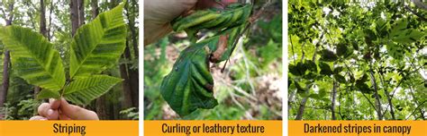 Since So Much About Beech Leaf Disease Is Unknown Learning Of New
