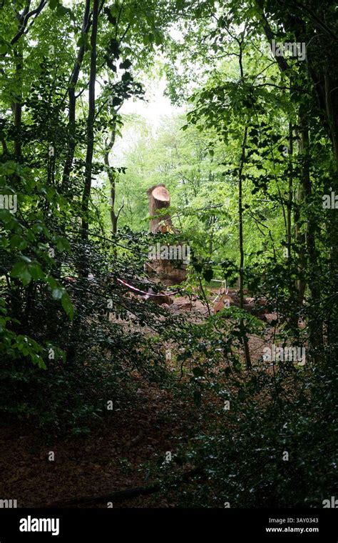A Woodland Landscape Showing The Centuries Old Oak Tree That Was