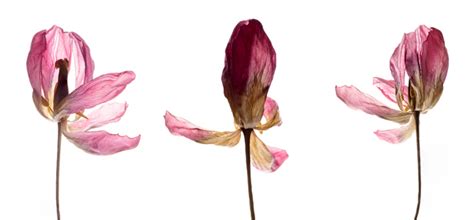 accessing image data in the browser with javascript
