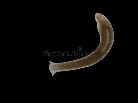 P1241193 Planaria Flatworm Polycelis Coronata Darkfield Cecp 2023