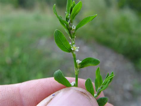 Polygonum Aviculare Dooryard Knotweed Go Botany