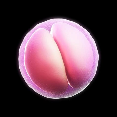 Two Cell Embryo By Science Photo Library