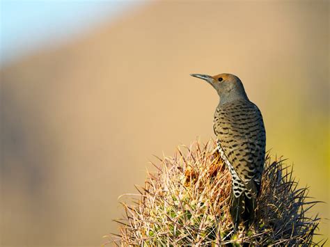 Gilded Flicker Bird Facts Colaptes Chrysoides Birdfact