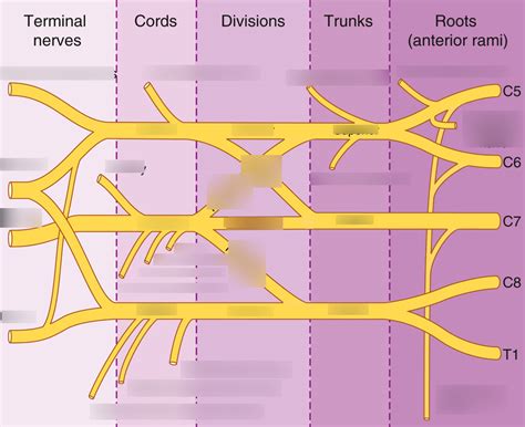 Anatomy Exam 1 Diagram Quizlet