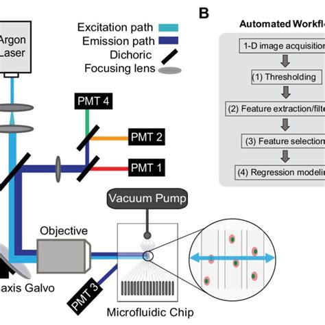 A General Schematic Of The Parallel Microfluidic Cytometer Used In Download Scientific
