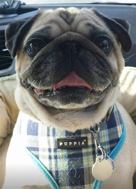 Grumpy Loves Car Rides Scrolller