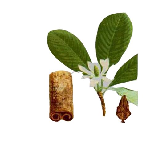 Hplc Analysis Method For Honokiol And Magnolol In Magnolia Officinalis P E