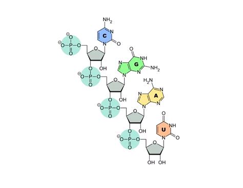 Nucleic Acid And Its Classification Pdf