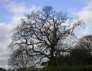 Fractal Foundation Online Course Chapter FRACTALS IN NATURE