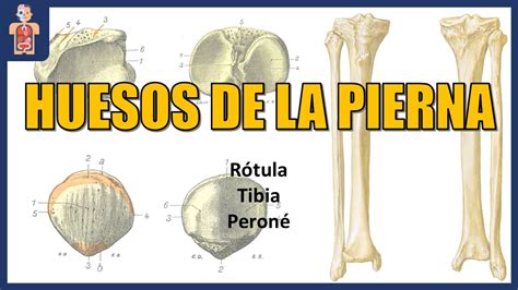 AnatomÍa Huesos De La Pierna RÓtulapatela Tibia Y FÍbulaperonÉ