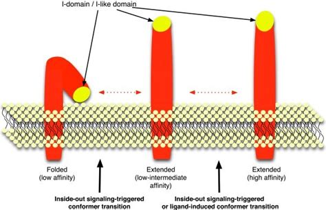 Integrin Affinity Triggering The Diagram Refers To The Lfa 1