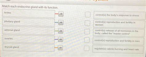 Solved Match Each Endocrine Gland With Its Function Testes Control S The Body S Response To