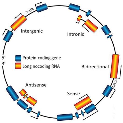 Figure From Long Noncoding RNA And Its Role In Virus Infection And Pathogenesis Semantic