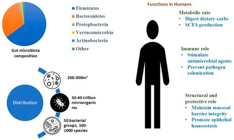 A Comprehensive Review Of The Triangular Relationship Among Diet Gut