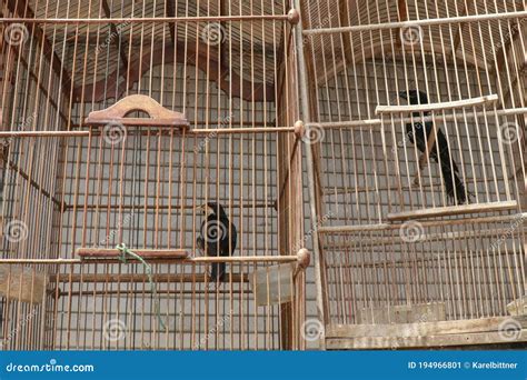 litle birds in the cage java indonesia stock image image of house flight 194966801