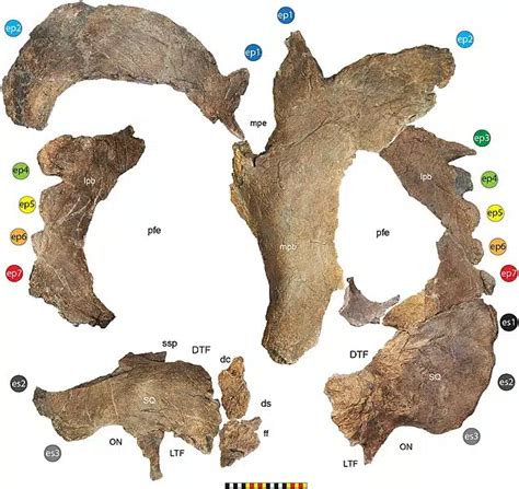 Lokiceratops Ceratopsian From The Late Cretaceous