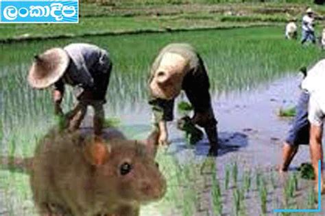 ගම්පහට මී උණ අවදානමක් Lankadeepa Online