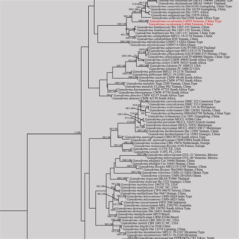 Phylogeny Of The New Ganoderma Species And Related Taxa Based On Its