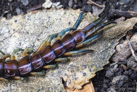 The Largest Centipede In New Zealand Tiritiri Matangi