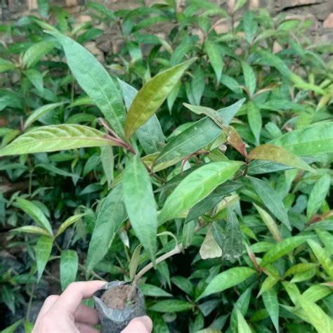 Cây Hoàn Ngọc Phân Loại Tác Dụng Cách Sử Dụng Và Hình ảnh