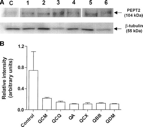 A Cell Surface Biotinylation And Western Blotting The Cells Were