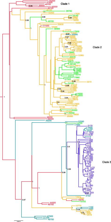 Maximum Clade Credibility Tree Summarized From The Geospatial Bayesian