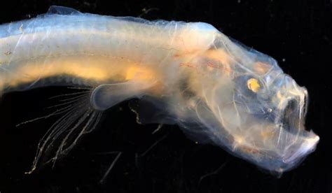 Австралийн эрдэмтэд загасны огт мэдэгдээгүй шинэ төрлийг олжээ